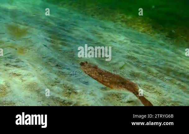 European flounder (Platichthys flesus luscus) floats in the water ...