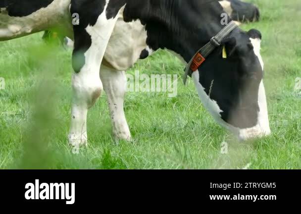Cow with collar Stock Videos & Footage - HD and 4K Video Clips - Alamy