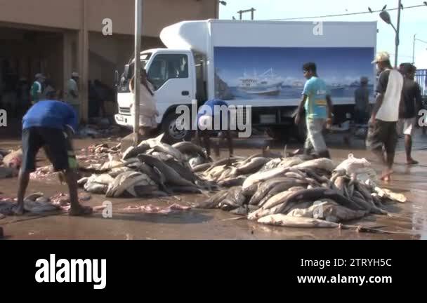 Shark market Stock Videos & Footage - HD and 4K Video Clips - Alamy