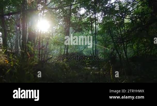 Slow Movement Through a Dense Forest With a Lot of Old and Young Trees ...