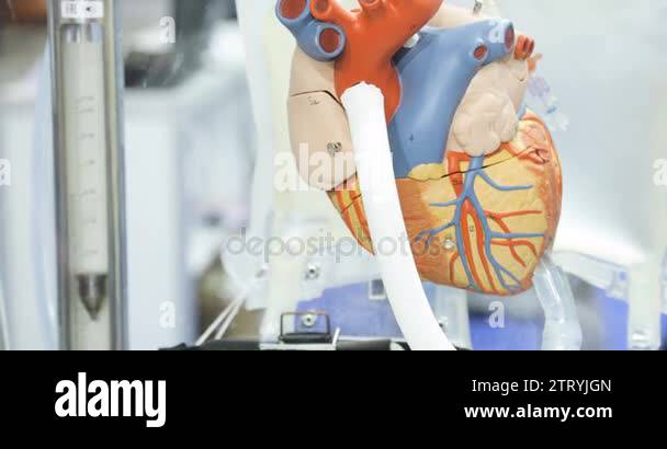 Artificial circulation of blood, mans artificial heart, model of the ...