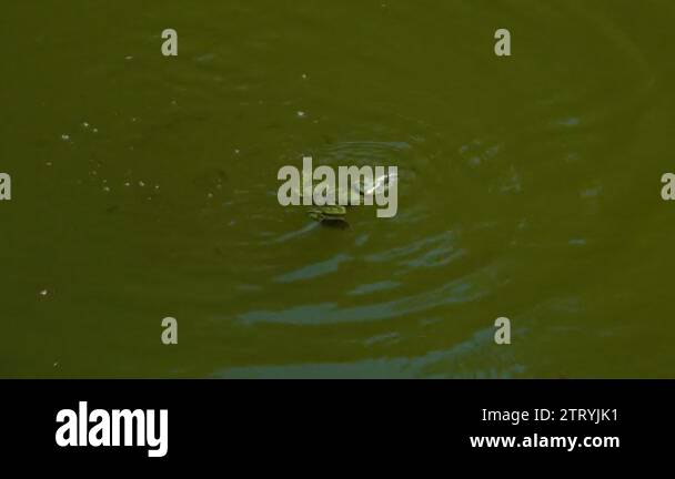 Frog preys on small fish Stock Videos & Footage - HD and 4K Video Clips ...