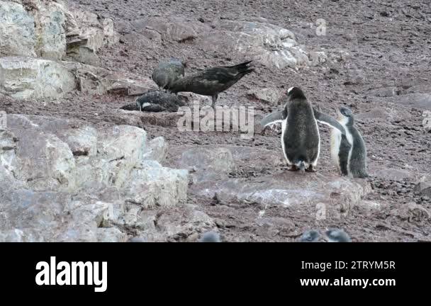 Killing penguin Stock Videos & Footage - HD and 4K Video Clips - Alamy