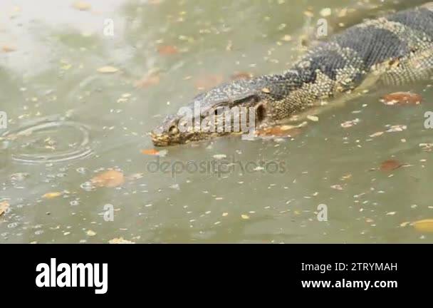 Monitor lizard swimming in water of pond in Lumpini Park. Bangkok ...