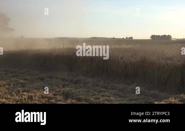 Cereal corn ears field covered in dust and back of combine harvester ...