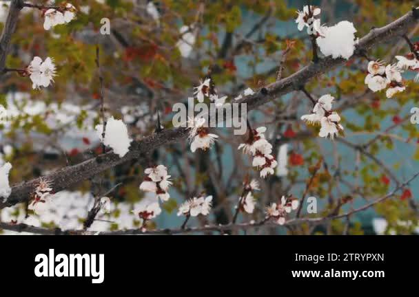 Rare phenomenon. Snow in spring. Branches of the Blossoming apple tree ...
