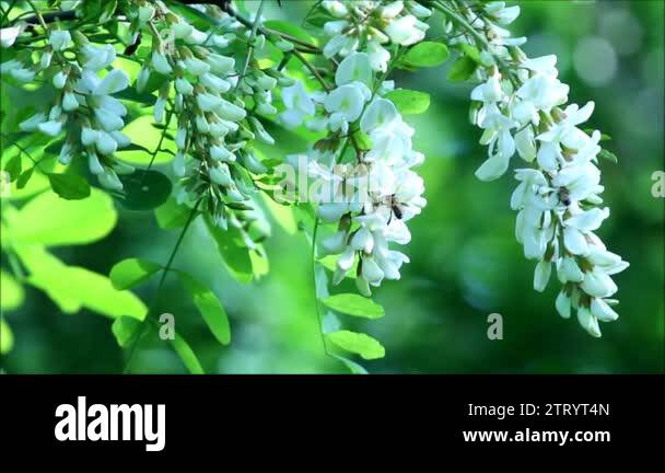 Locust tree Stock Videos & Footage - HD and 4K Video Clips - Alamy