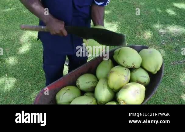 Fiji coconut people Stock Videos & Footage - HD and 4K Video Clips - Alamy