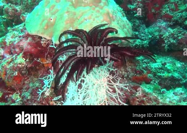Sea lily black red on background of clear seabed underwater of Maldives ...