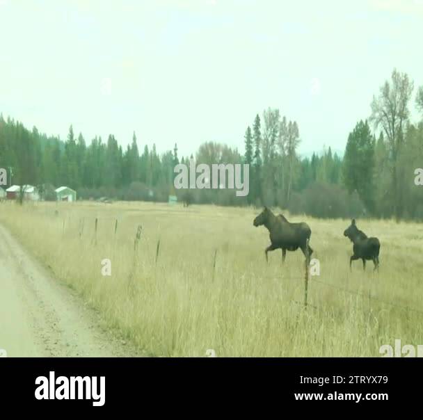 Moose jumping Stock Videos & Footage - HD and 4K Video Clips - Alamy