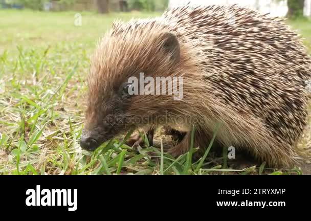 Hedgehog eating meat Stock Videos & Footage - HD and 4K Video Clips - Alamy