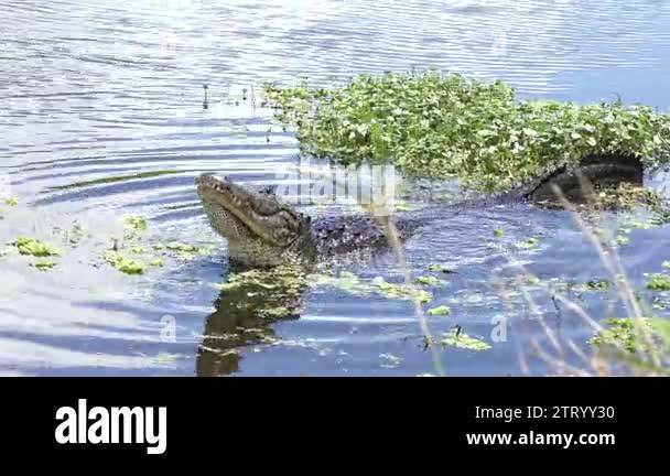 Alligator mating Stock Videos & Footage - HD and 4K Video Clips - Alamy