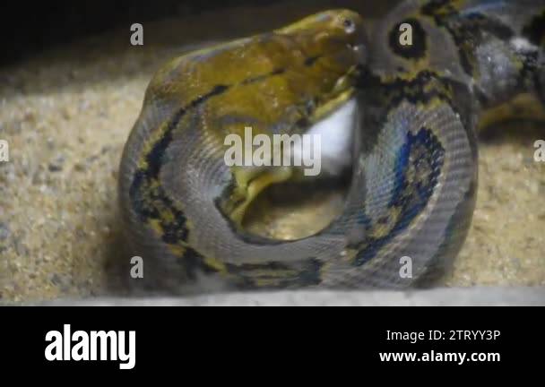 Reticulated python thailand Stock Videos & Footage - HD and 4K Video ...
