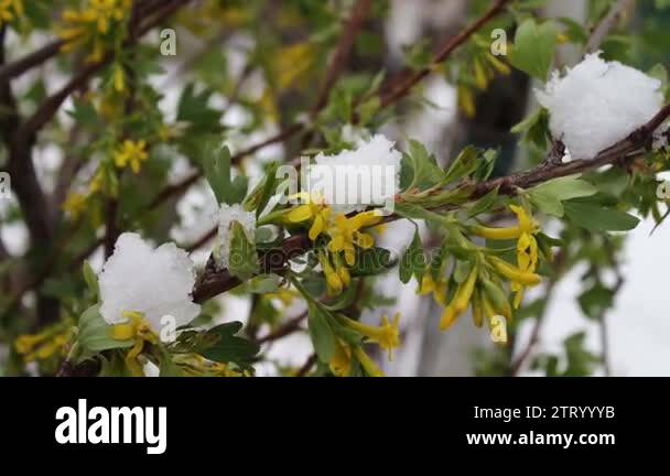 Rare phenomenon. Snow in spring. Branches of the Blossoming tree on ...