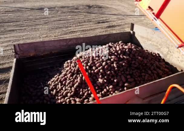 potato harvester unloads potatoes in a Truck for transport. Farm ...