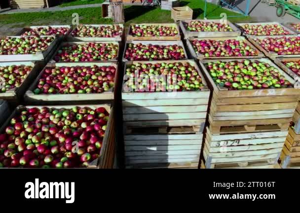 aero top view. wooden containers, boxes filled to the top with ripe red ...