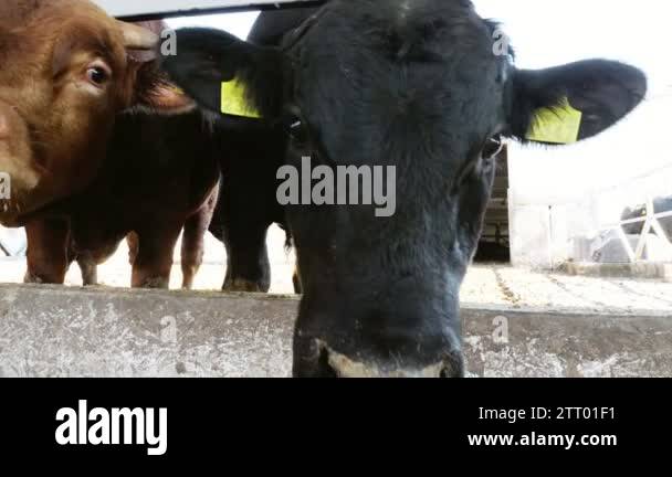 close-up. young bulls chew hay. flies fly around. Row of cows, big ...