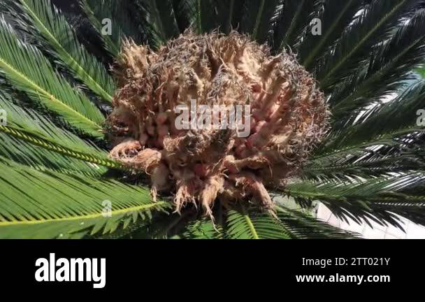Female cone of Cycas revoluta, a species of gymnosperm in the family ...