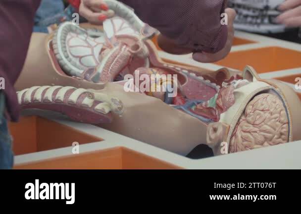 Understanding human anatomy Stock Videos & Footage - HD and 4K Video ...