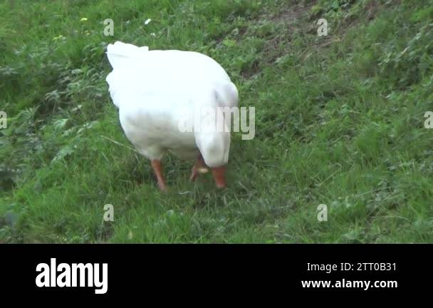 Fat goose Stock Videos & Footage - HD and 4K Video Clips - Alamy