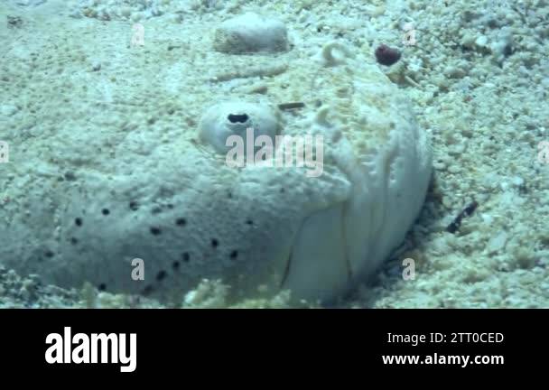 Flatfish masked underwater on sandy bottom in ocean of wildlife ...