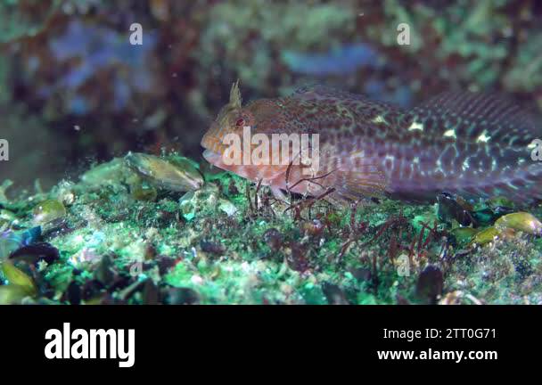 Cervina Stock Videos & Footage - HD and 4K Video Clips - Alamy