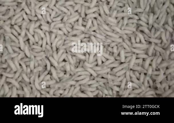 Worm bite Stock Videos & Footage - HD and 4K Video Clips - Alamy