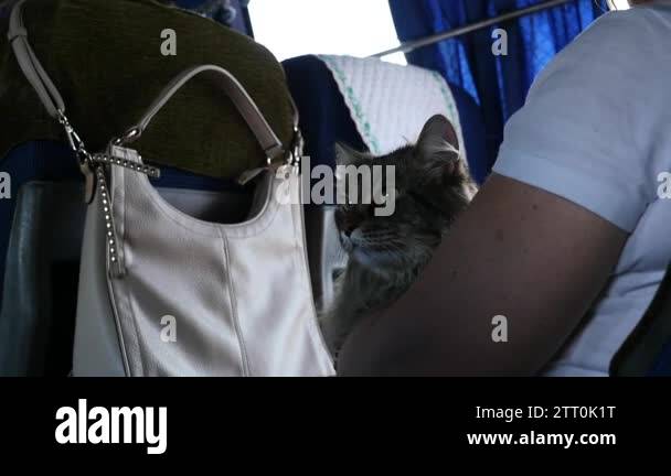 Cat bus Stock Videos & Footage - HD and 4K Video Clips - Alamy