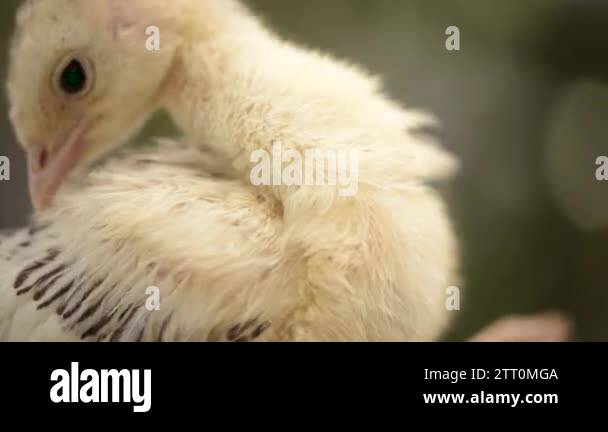 Chicken fledgling Stock Videos & Footage - HD and 4K Video Clips - Alamy