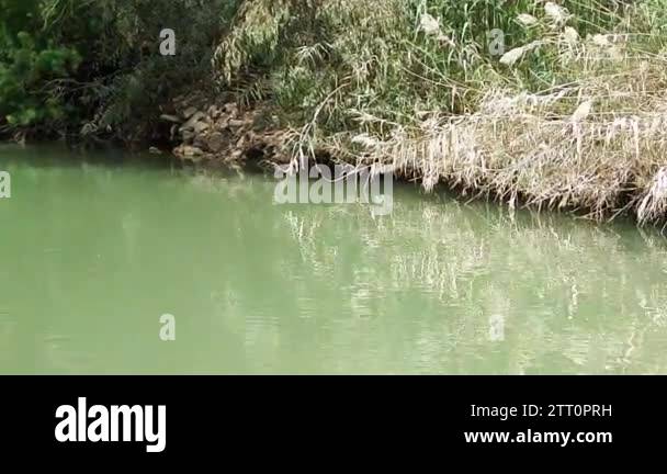 Flora of jordan Stock Videos & Footage - HD and 4K Video Clips - Alamy