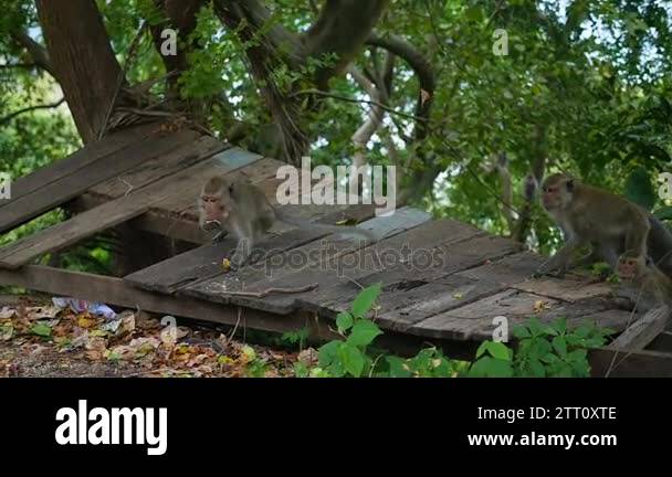 Wild monkeys in trees Stock Videos & Footage - HD and 4K Video Clips - Alamy