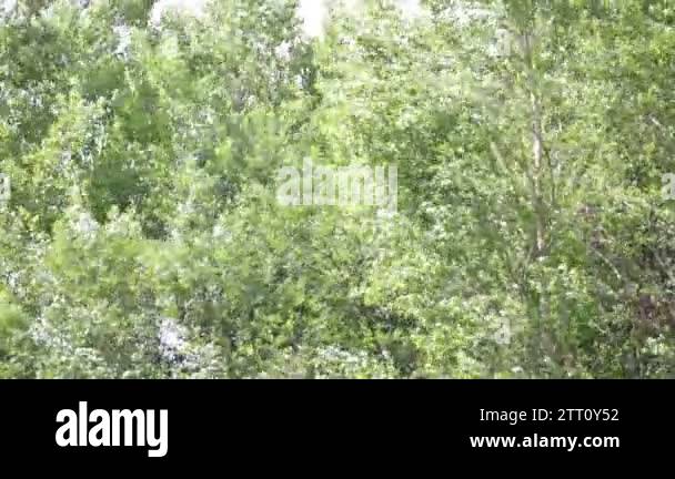 wind moving trees in beautiful green forest, natural background Stock ...