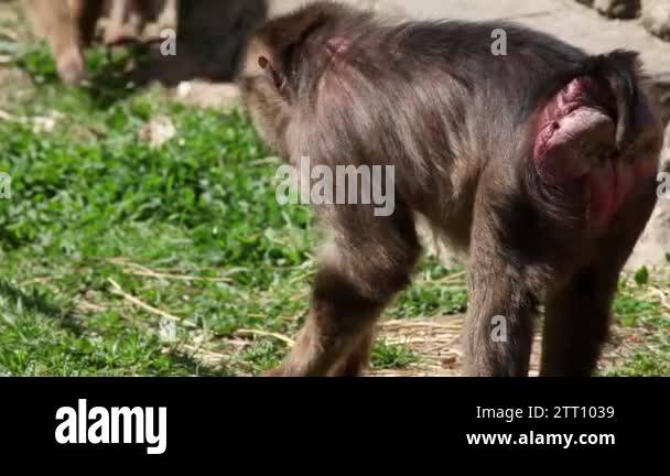 Monkeys walking Stock Videos & Footage - HD and 4K Video Clips - Alamy