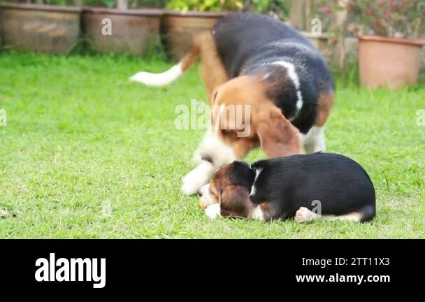 Lost fruit Stock Videos & Footage - HD and 4K Video Clips - Alamy