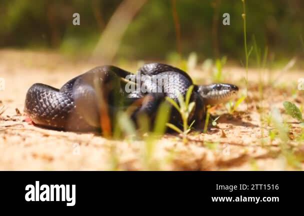 Defensive snake Stock Videos & Footage - HD and 4K Video Clips - Alamy