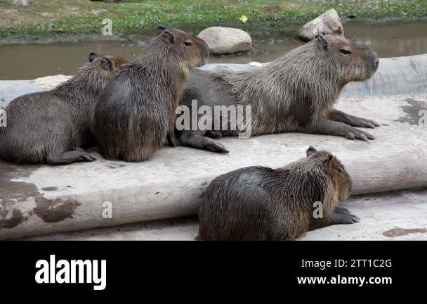 Capibara in zoo - Hydrochoerus hydrochaeris Stock Video Footage - Alamy