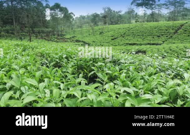 Indonesia tea plantation Stock Videos & Footage - HD and 4K Video Clips ...