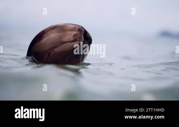 Coconut seed floating in the water Stock Videos & Footage - HD and 4K ...