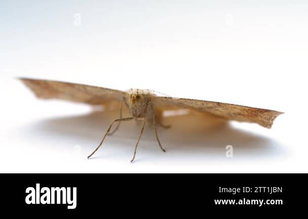 Bright wave moth Stock Videos & Footage - HD and 4K Video Clips - Alamy