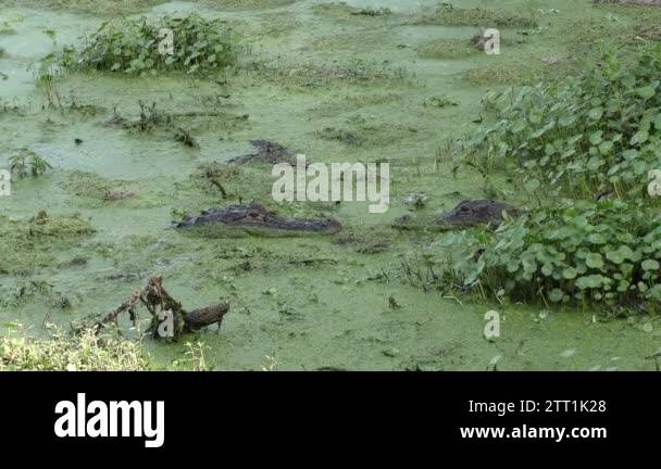 Pair alligators in swamp Stock Videos & Footage - HD and 4K Video Clips ...
