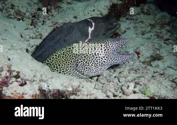 Two moray eel look out of the hole, Honeycomb Moray - Gymnothorax ...