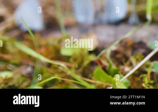 Holly blue butterfly larva Stock Videos & Footage - HD and 4K Video ...