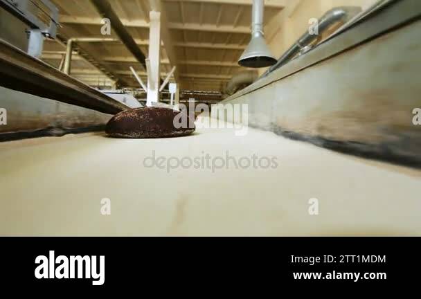 Brown bread on conveyor belt. Rye bread production process on bakery ...