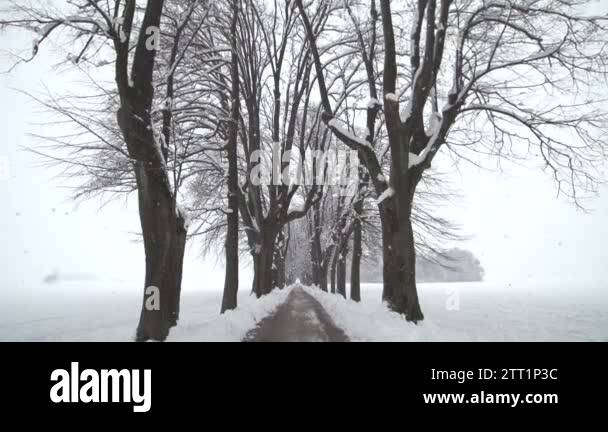 Tree promenade Stock Videos & Footage - HD and 4K Video Clips - Alamy