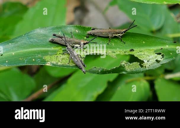 Grasshopper bite Stock Videos & Footage - HD and 4K Video Clips - Alamy