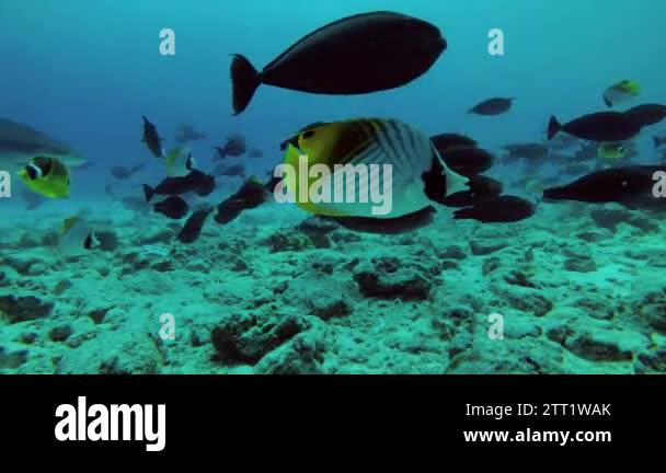 Close-up, Tiger Shark swims over rocky seabed, school of different ...