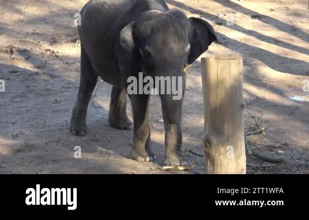 Elephas maximus Stock Videos & Footage - HD and 4K Video Clips - Alamy