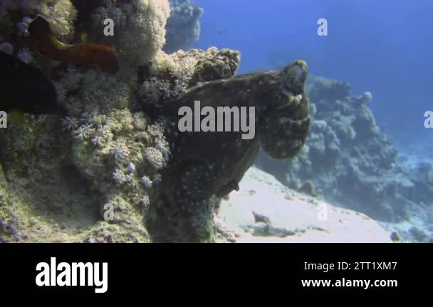 Octopus climbing Stock Videos & Footage - HD and 4K Video Clips - Alamy