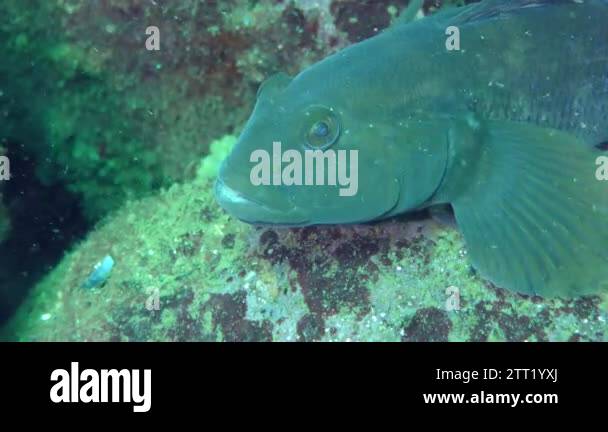 Invasive species Round goby (Neogobius melanostomus Stock Video Footage ...