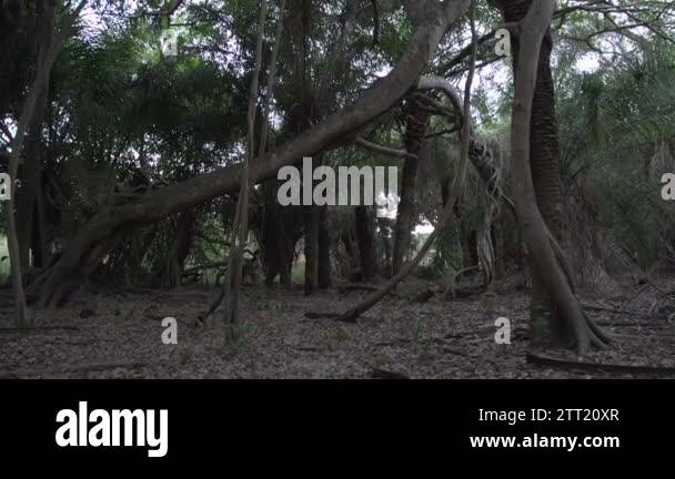 Fazenda do pantanal Stock Videos & Footage - HD and 4K Video Clips - Alamy